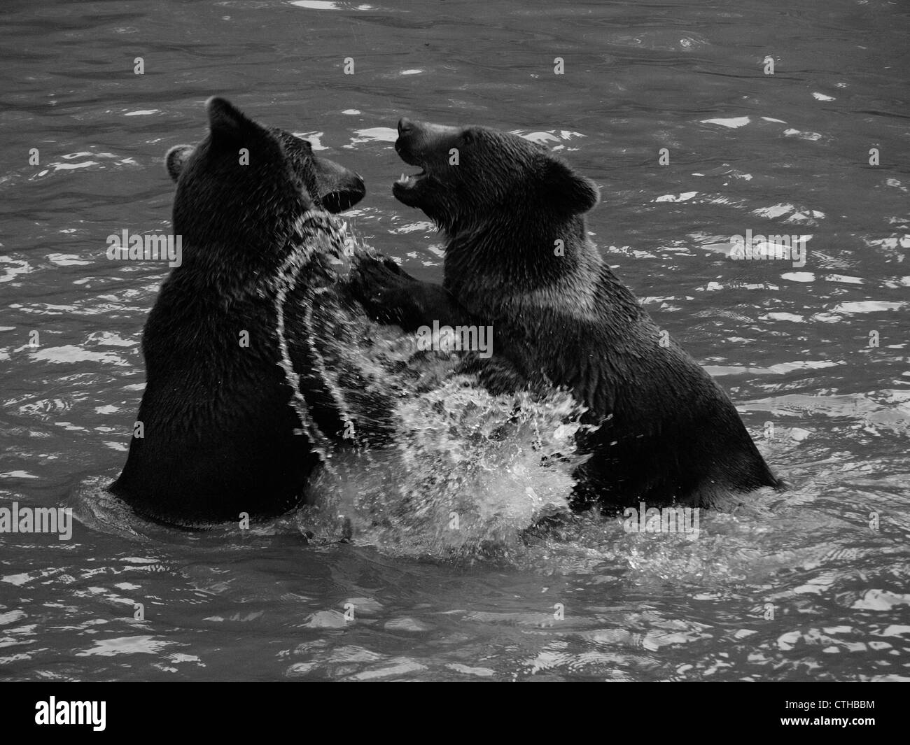 Brown bears are fighting in water Stock Photo - Alamy