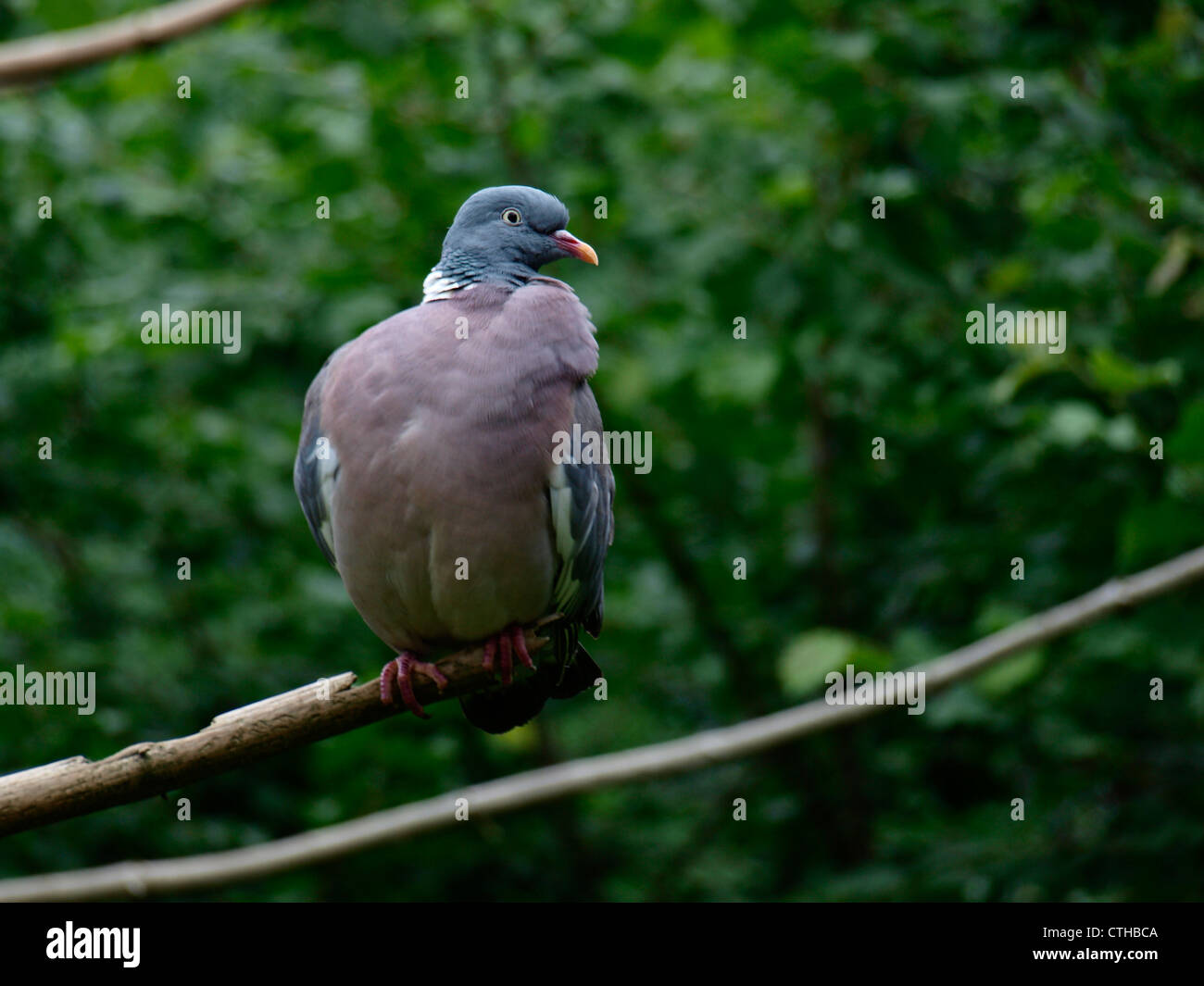 A wood pigeon is sitting on a branch Stock Photo - Alamy