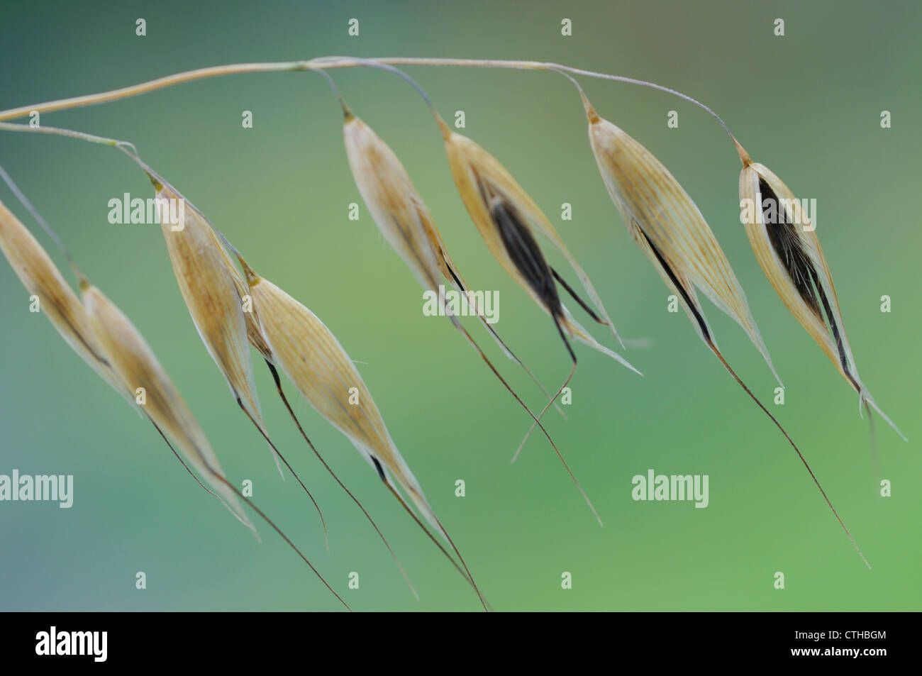 Avena hi-res stock photography and images - Alamy