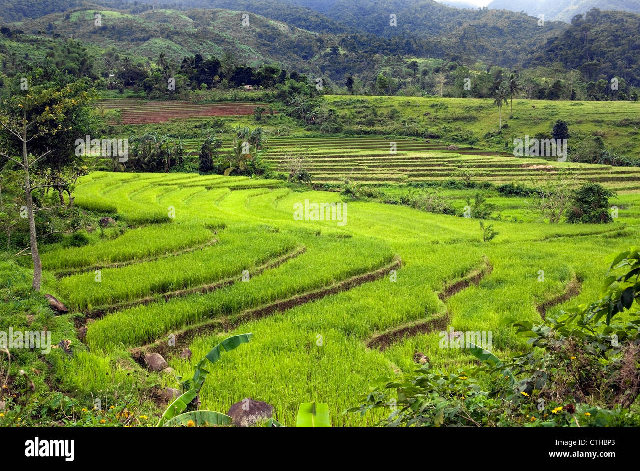 Philippine farming hi-res stock photography and images - Alamy
