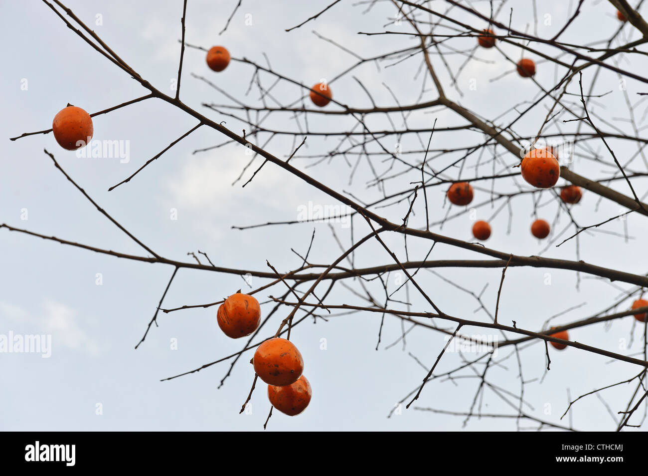 Fruit growing on tree, Chusonji, Hiraizumi, Iwate Prefecture, Japan ...
