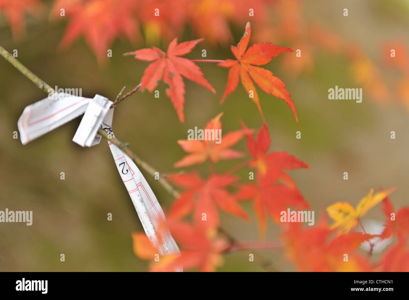 Prayer tree hi-res stock photography and images - Alamy