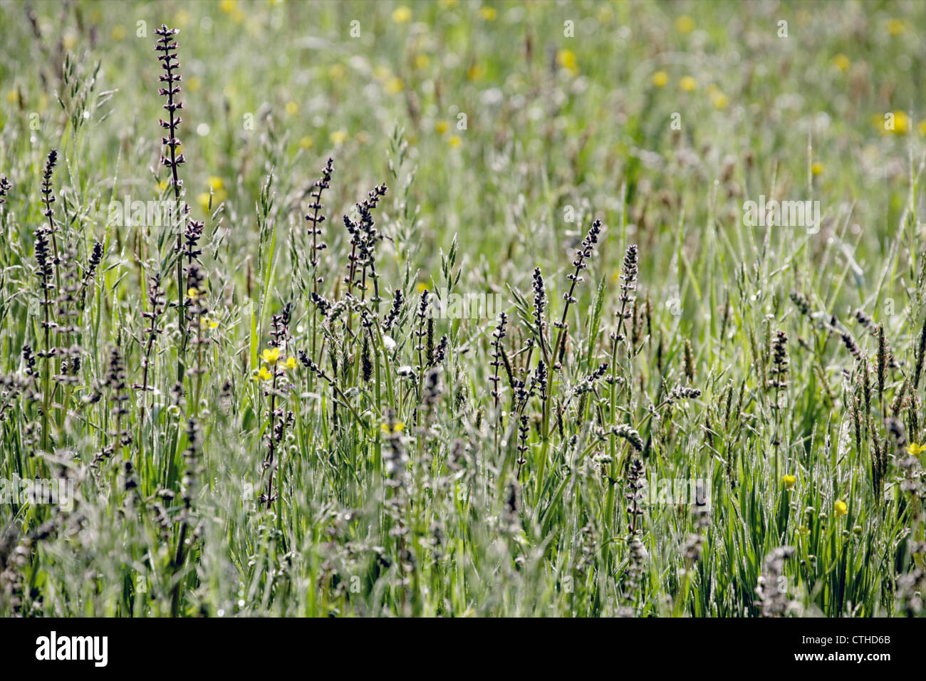 A meadow in spring with flowers Stock Photo - Alamy