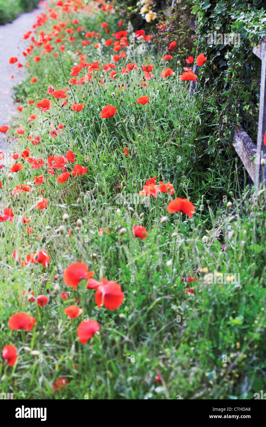 Papaver rhoeas, Poppy field Stock Photo - Alamy