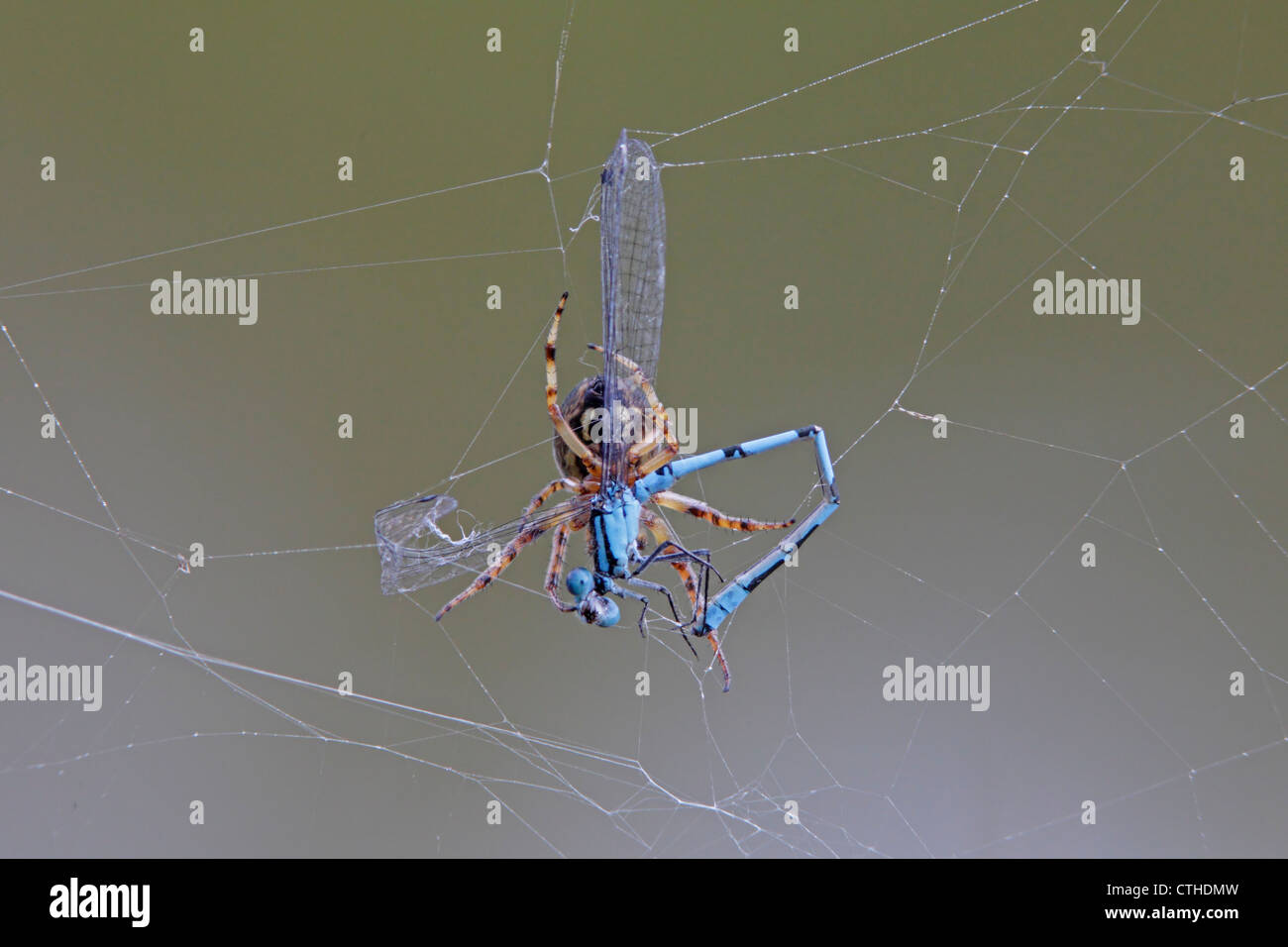 Immature Spider Stock Photos & Immature Spider Stock Images - Alamy