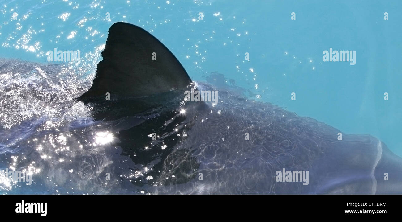 Shark fin hi-res stock photography and images - Alamy