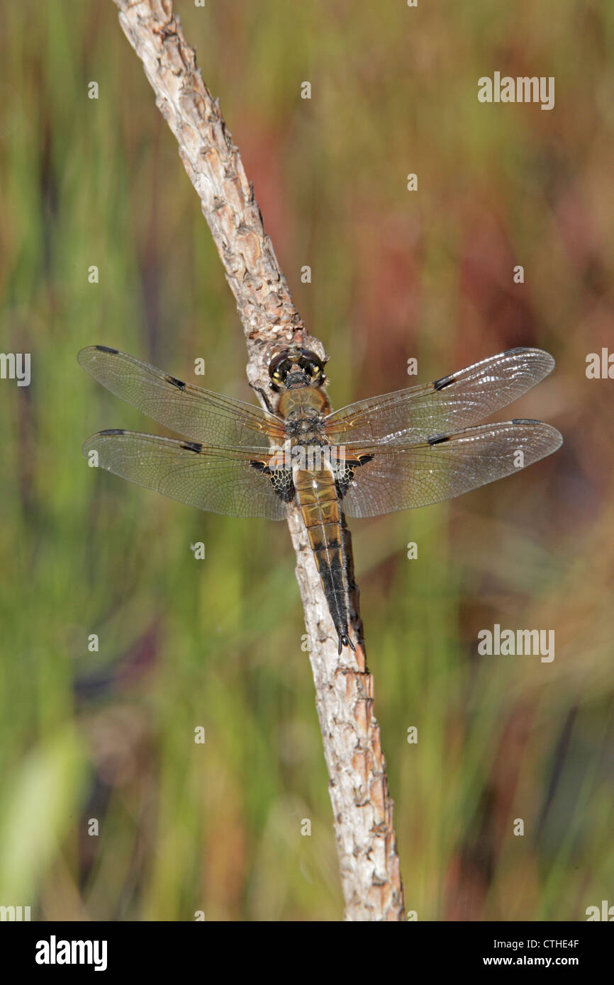 Adult male Four-spotted Chaser Dragonfly Stock Photo - Alamy