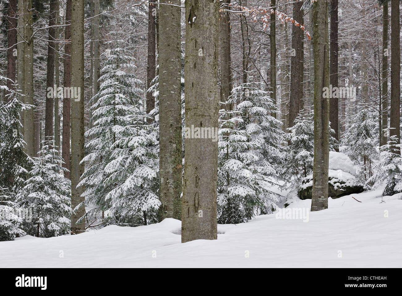Pines and European Beech trees (Fagus sylvatica) in mixed woodland in ...