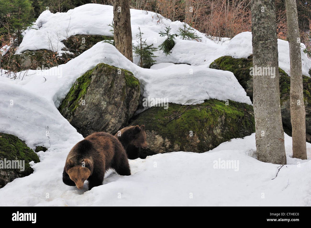 Bears Den High Resolution Stock Photography and Images - Alamy