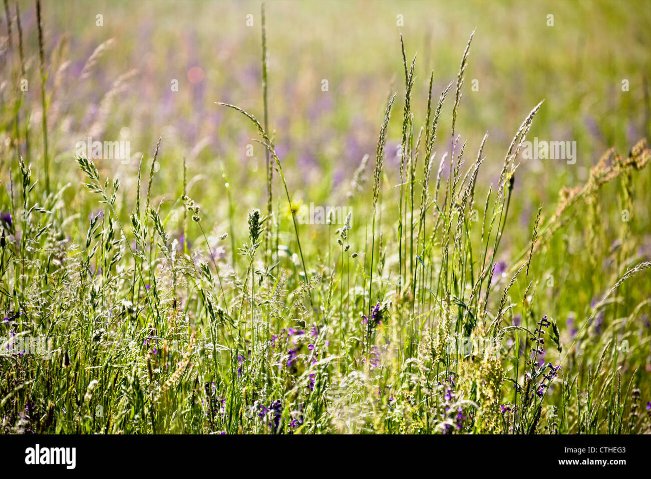 A meadow in spring with flowers Stock Photo - Alamy
