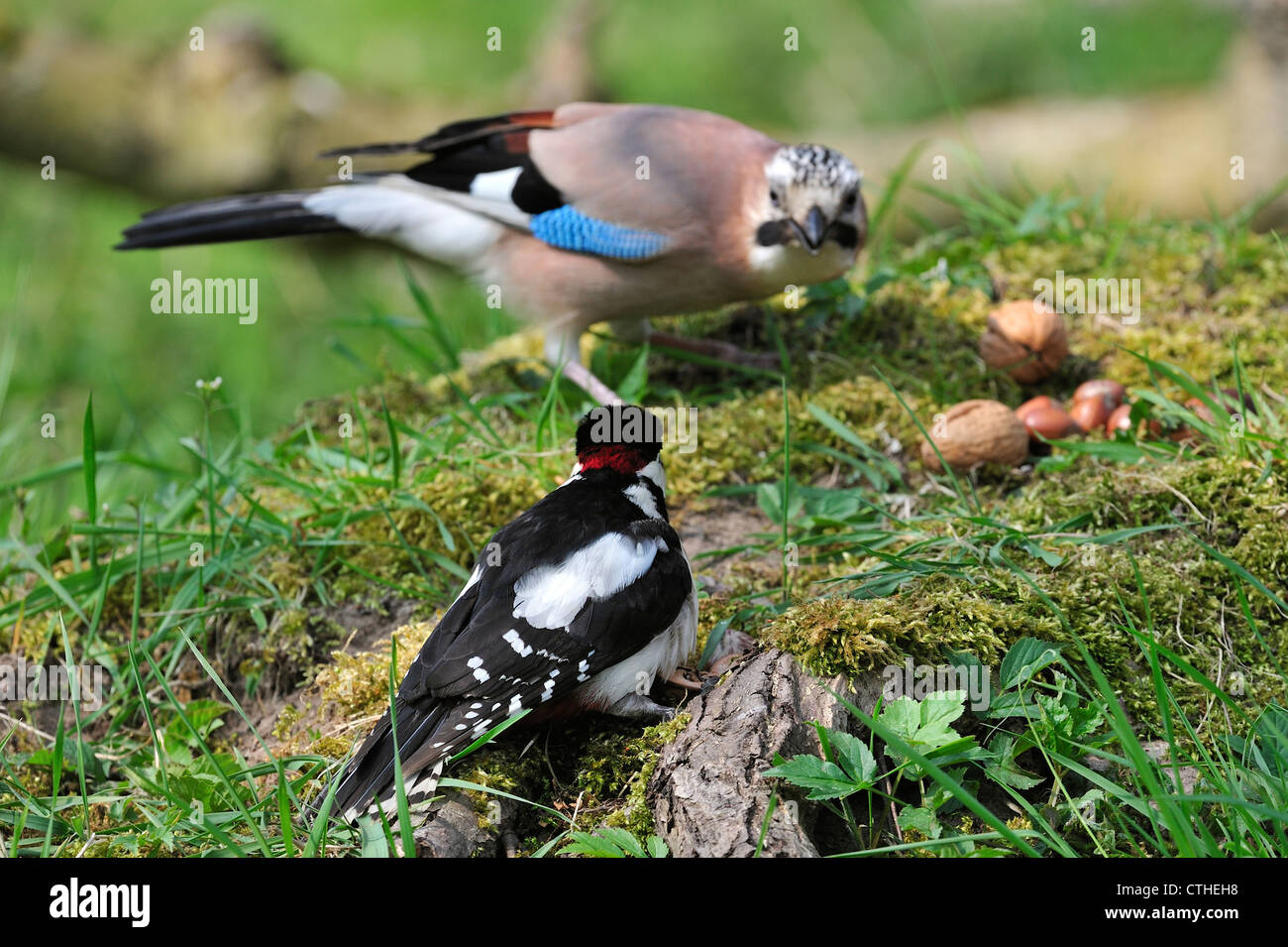 Animals Competing For Food
