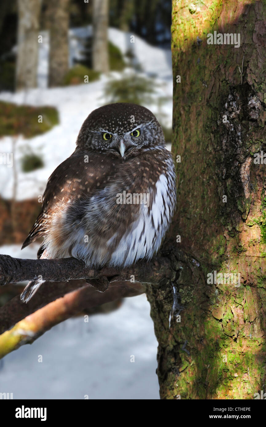 Glaucidium hi-res stock photography and images - Alamy