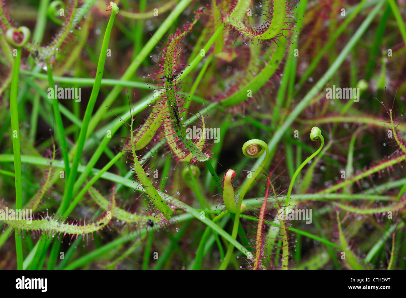 Forked-leaf sundew / Fork-leaved sundew (Drosera binata var. dichotoma ...