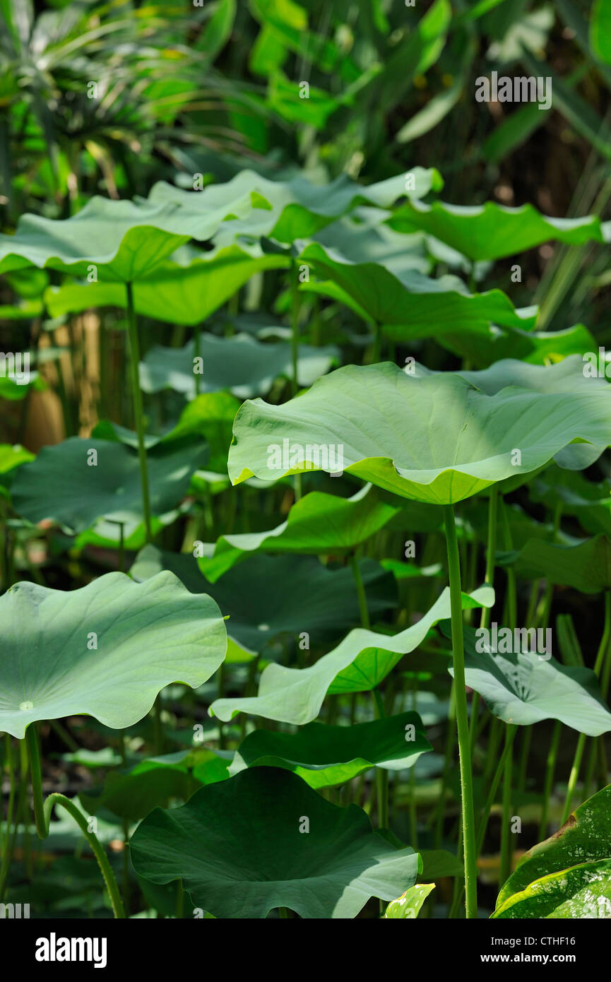 Sacred native plants hi-res stock photography and images - Alamy