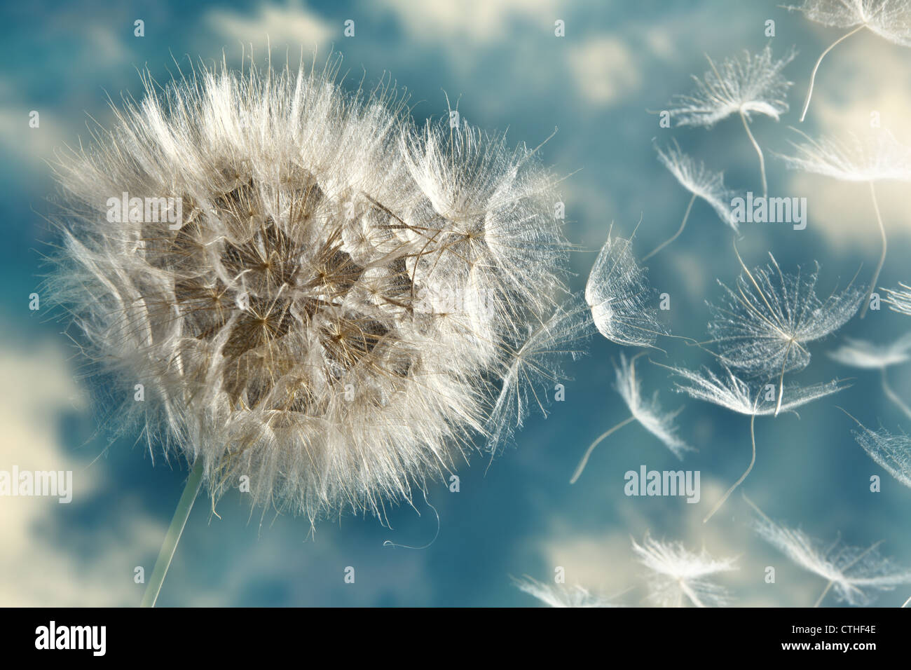 Dandelion loosing seeds in wind hi-res stock photography and images - Alamy