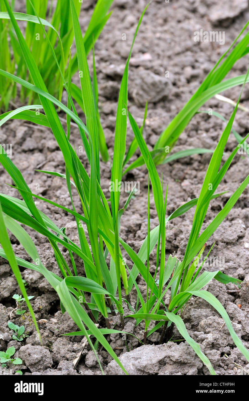 Purple moor grass hi-res stock photography and images - Alamy