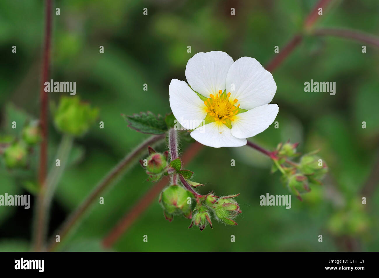 Rock Cinquefoil (Potentilla rupestris) in flower, Belgium Stock Photo ...