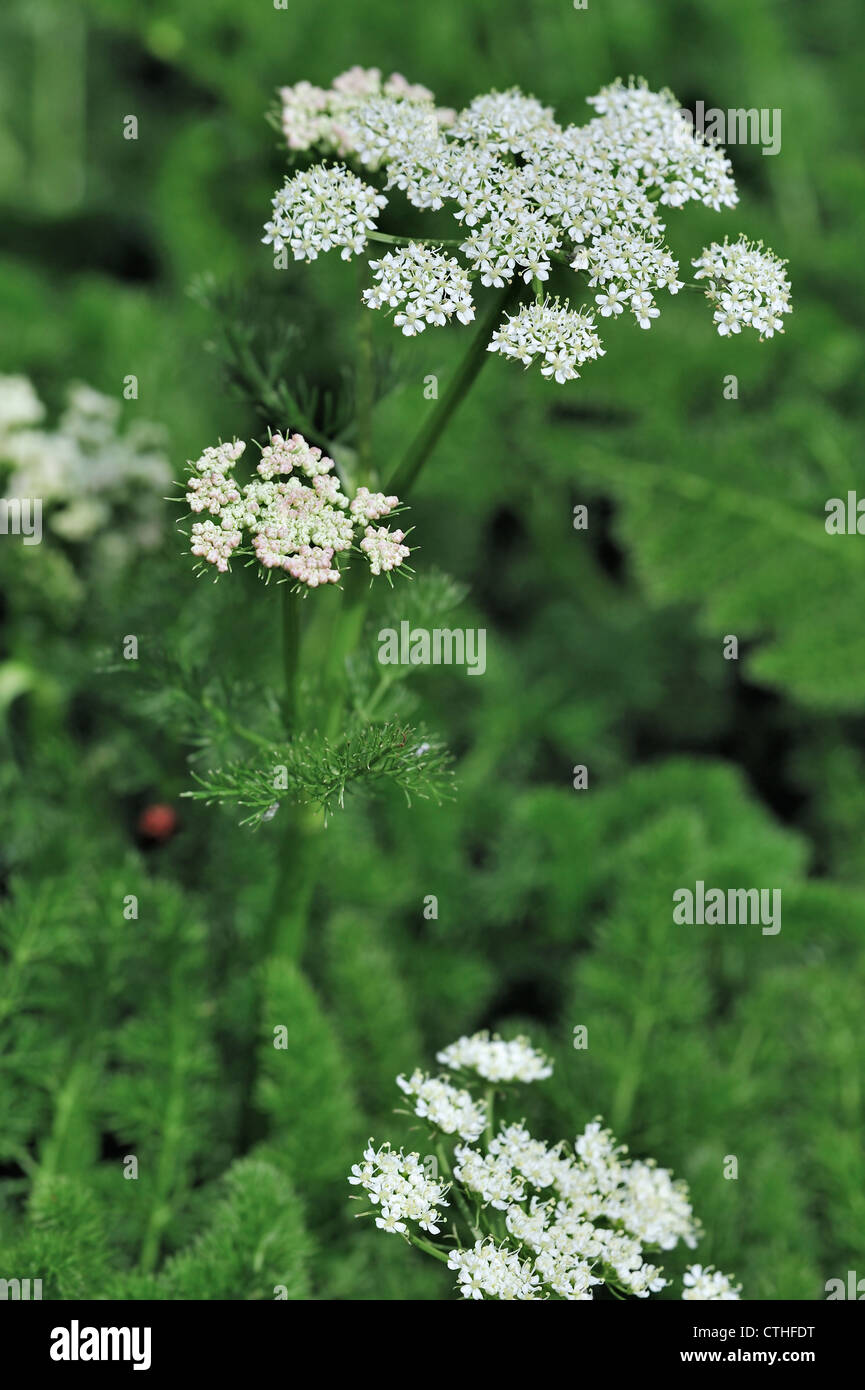 Spignel hi-res stock photography and images - Alamy