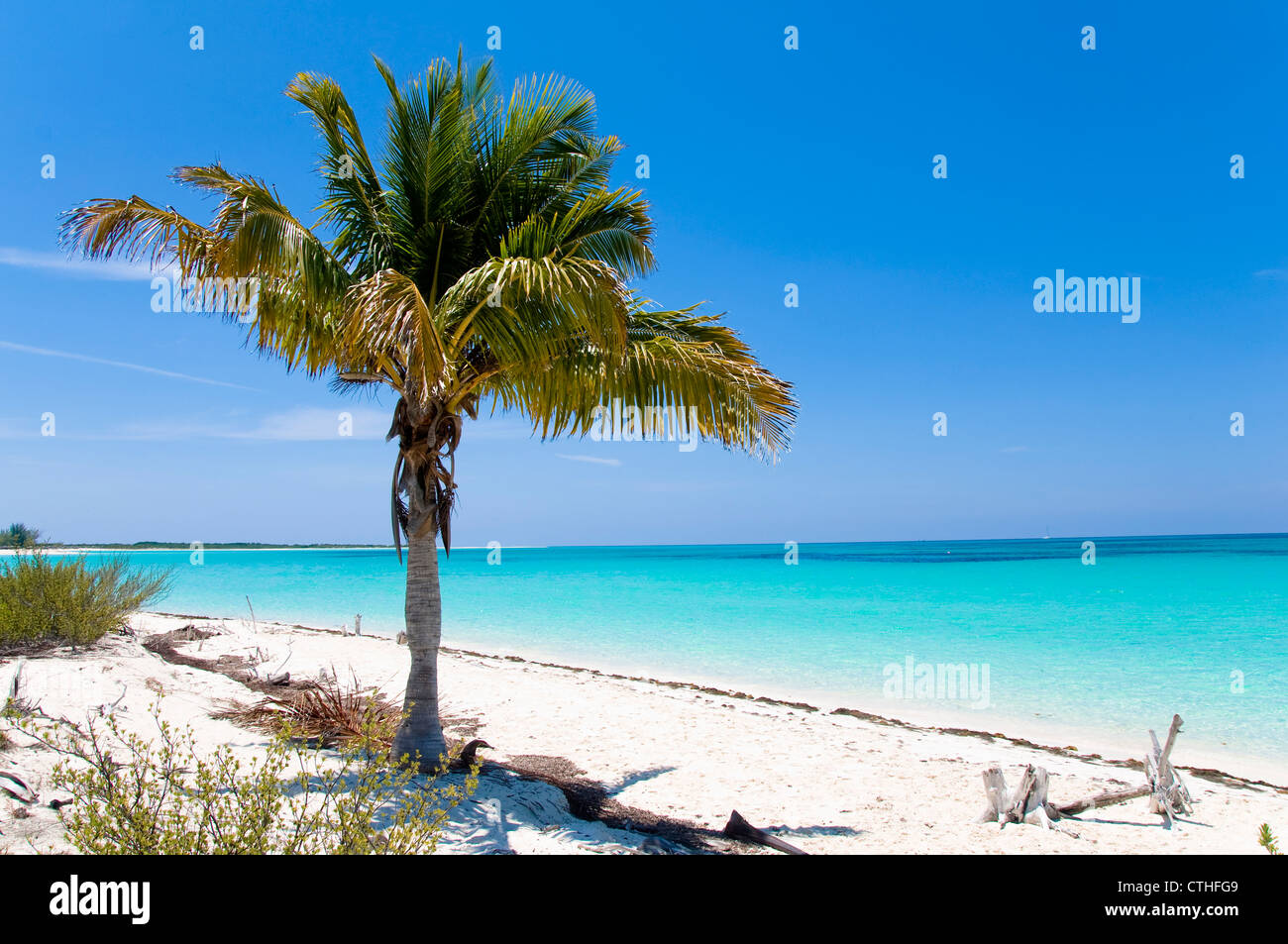 Palm Tree, Sirena Beach, Cayo Largo del Sur, Cuba Stock Photo - Alamy