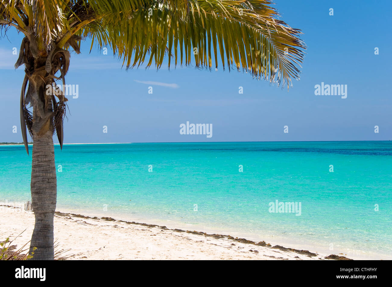 Palm Tree, Sirena Beach, Cayo Largo del Sur, Cuba Stock Photo - Alamy