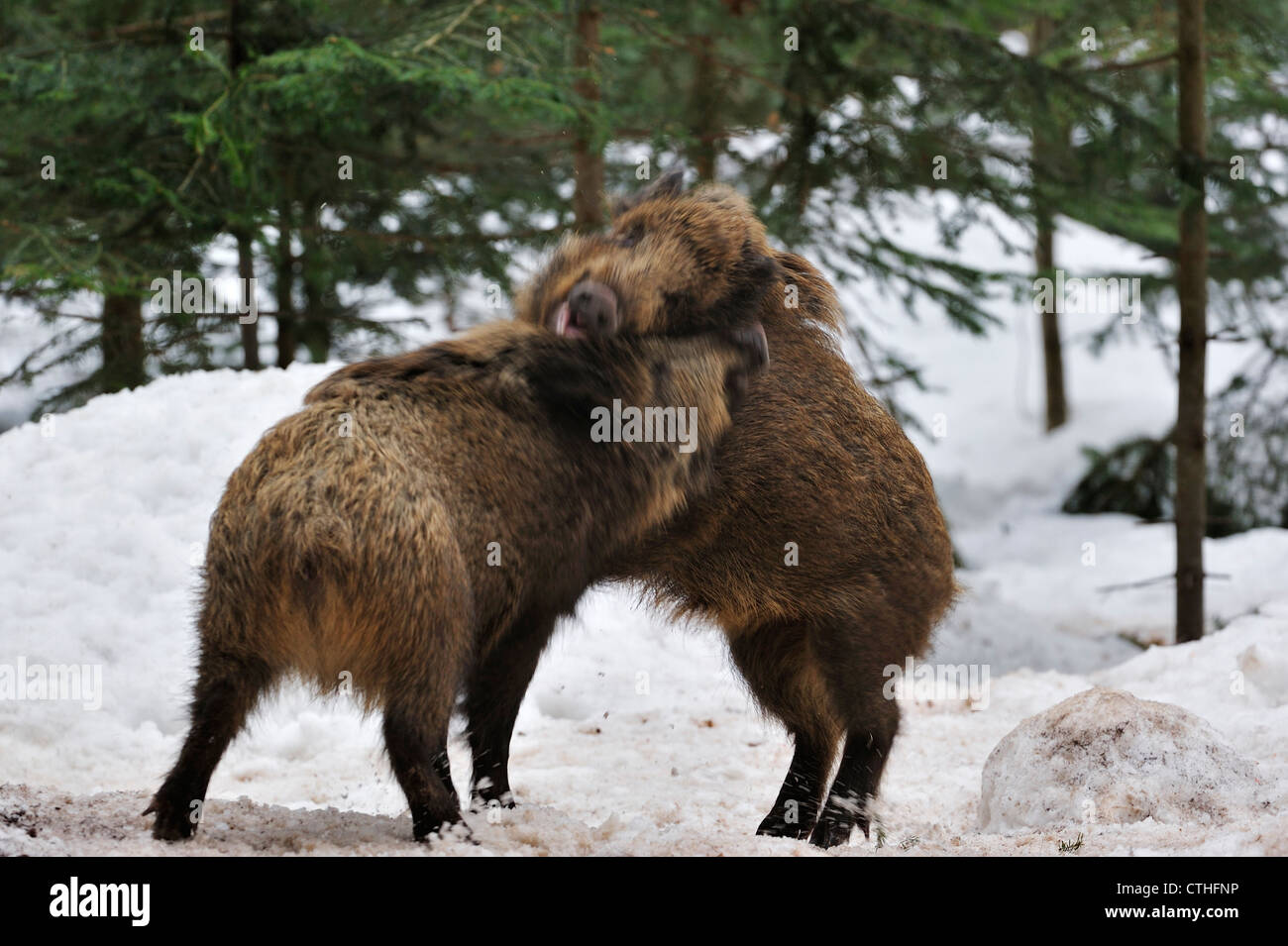 Two aggressive wild boars (Sus scrofa) fighting vigorously in the snow ...