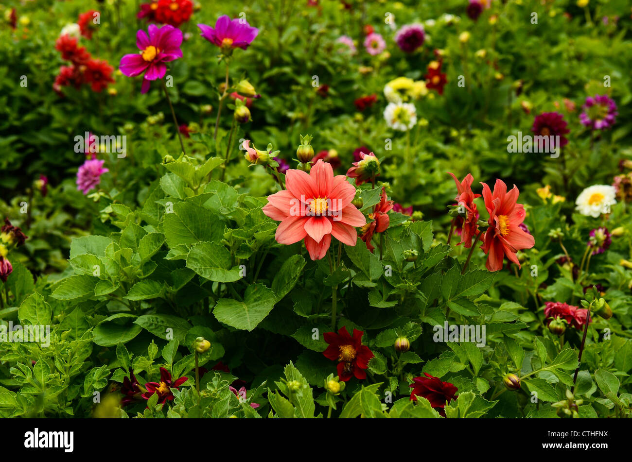 Prague red roses hi-res stock photography and images - Alamy
