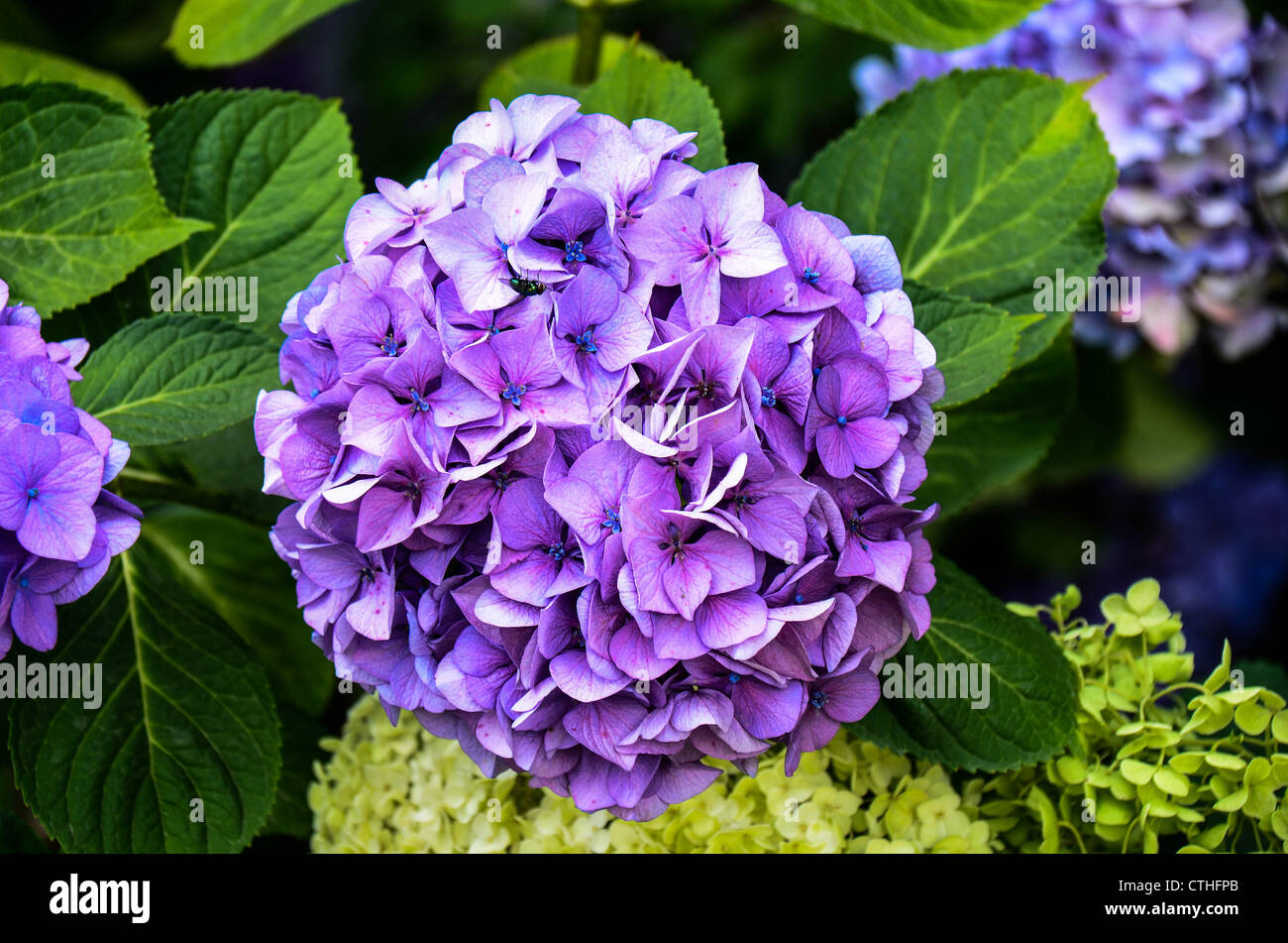 Purple Flower Prague, Czech republic Stock Photo - Alamy