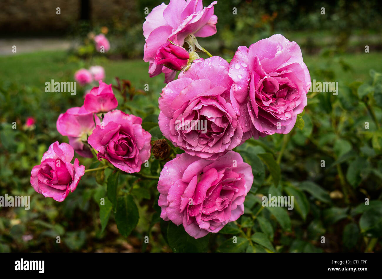 Prague red roses hi-res stock photography and images - Alamy