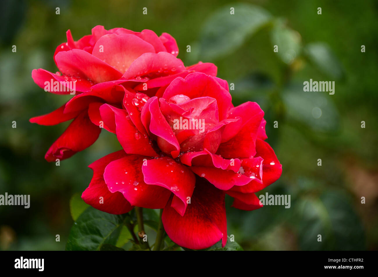 Red Roses Petrin Prague, Czech Republic Stock Photo - Alamy