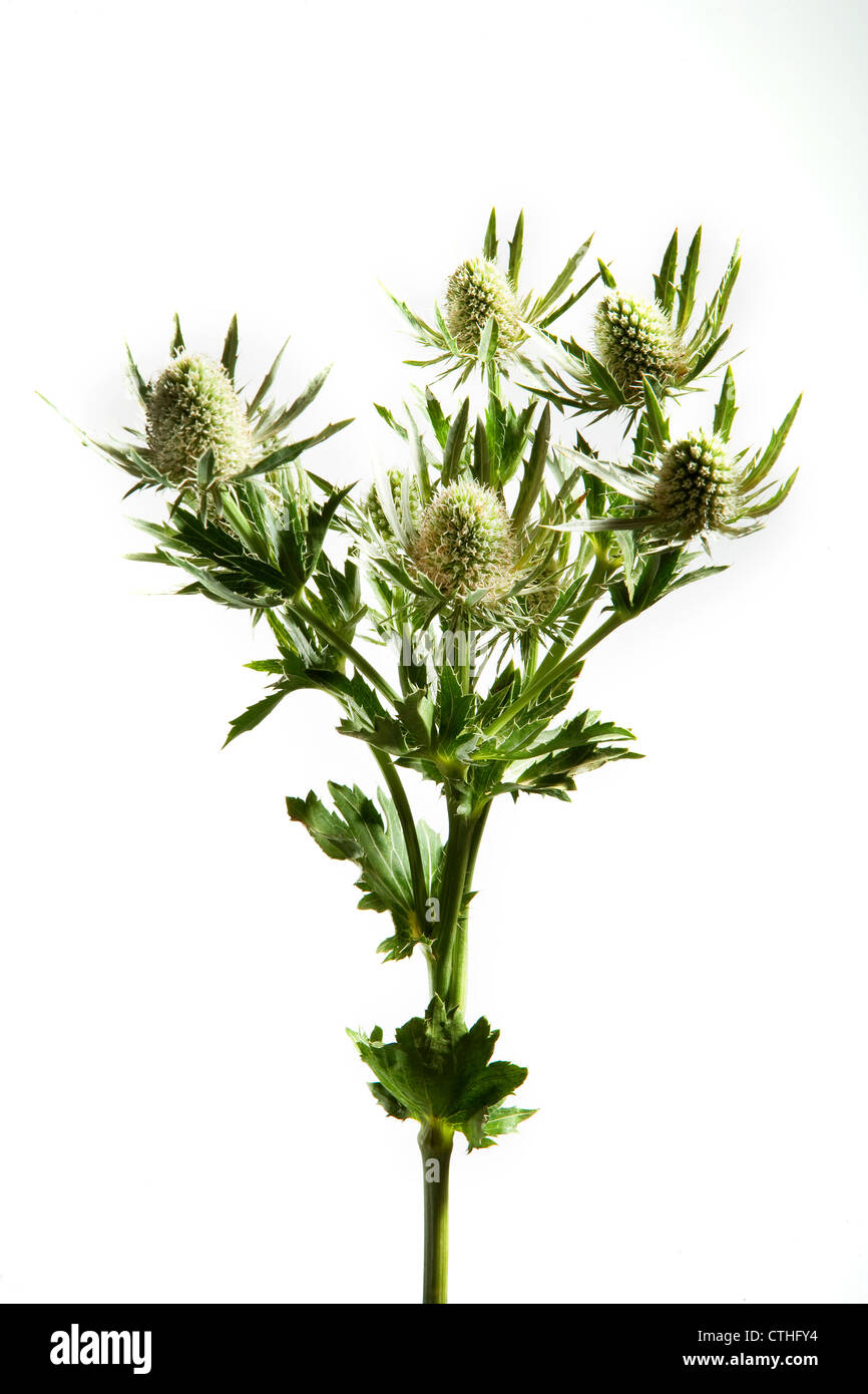 thistle on white background Stock Photo - Alamy