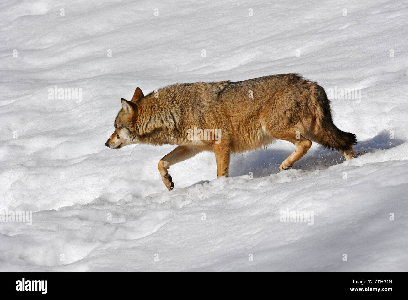 European / Grey wolf (Canis lupus) running in the snow in winter ...
