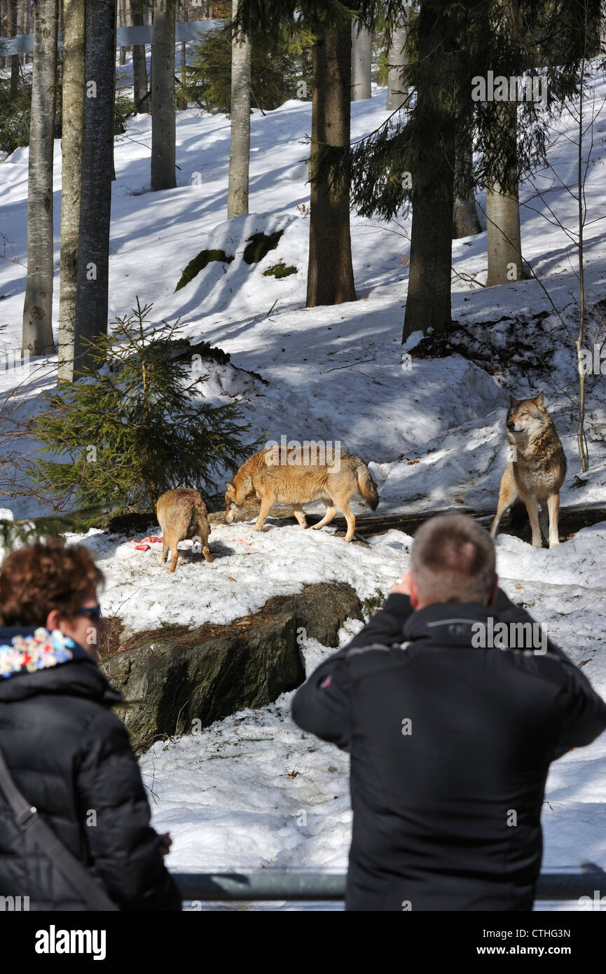 Wolves bavarian forest national park hi-res stock photography and ...