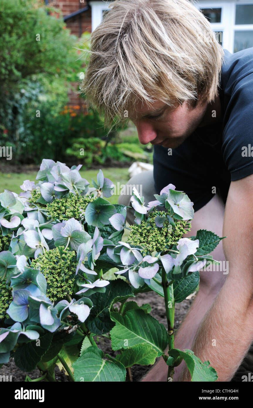 Hydrangea scale hi-res stock photography and images - Alamy
