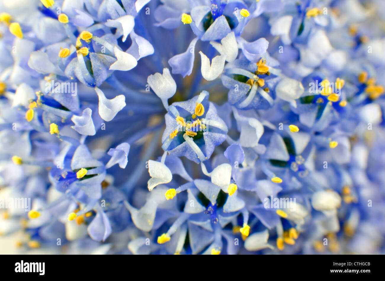 Ceanothus blue shrub flower full background Stock Photo - Alamy