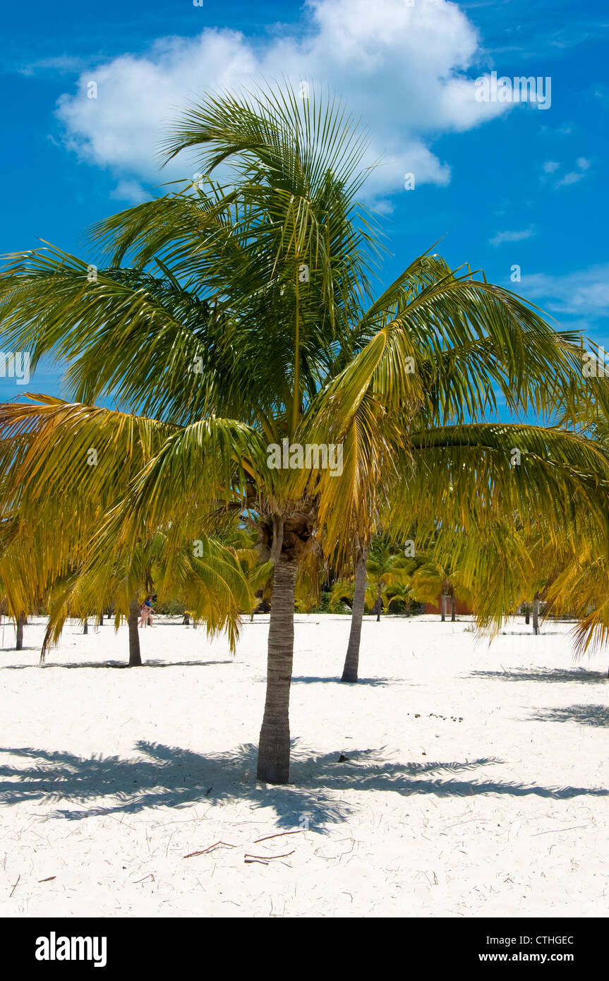Palm Trees on Sirena Beach, Cayo Largo del Sur, Cuba Stock Photo - Alamy