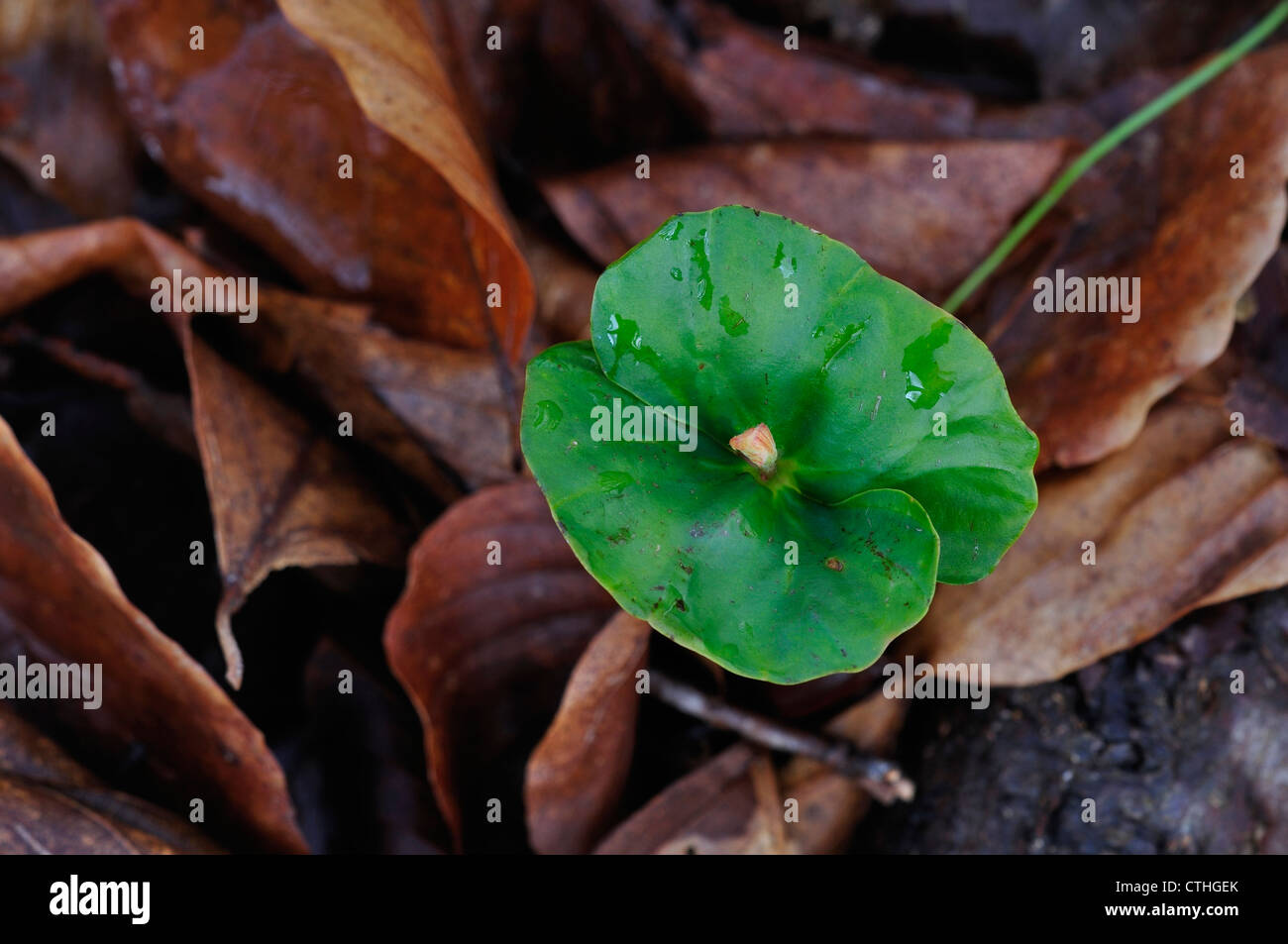 Beech tree seedling fagus sylvatica hi-res stock photography and images ...