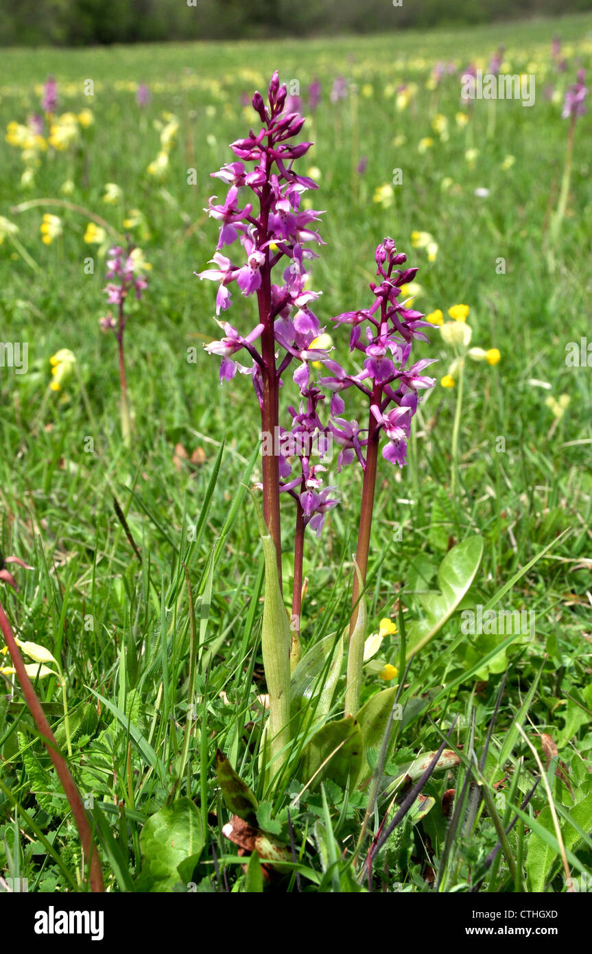 A view of early purple orchids with cowslips in spring UK Stock Photo ...