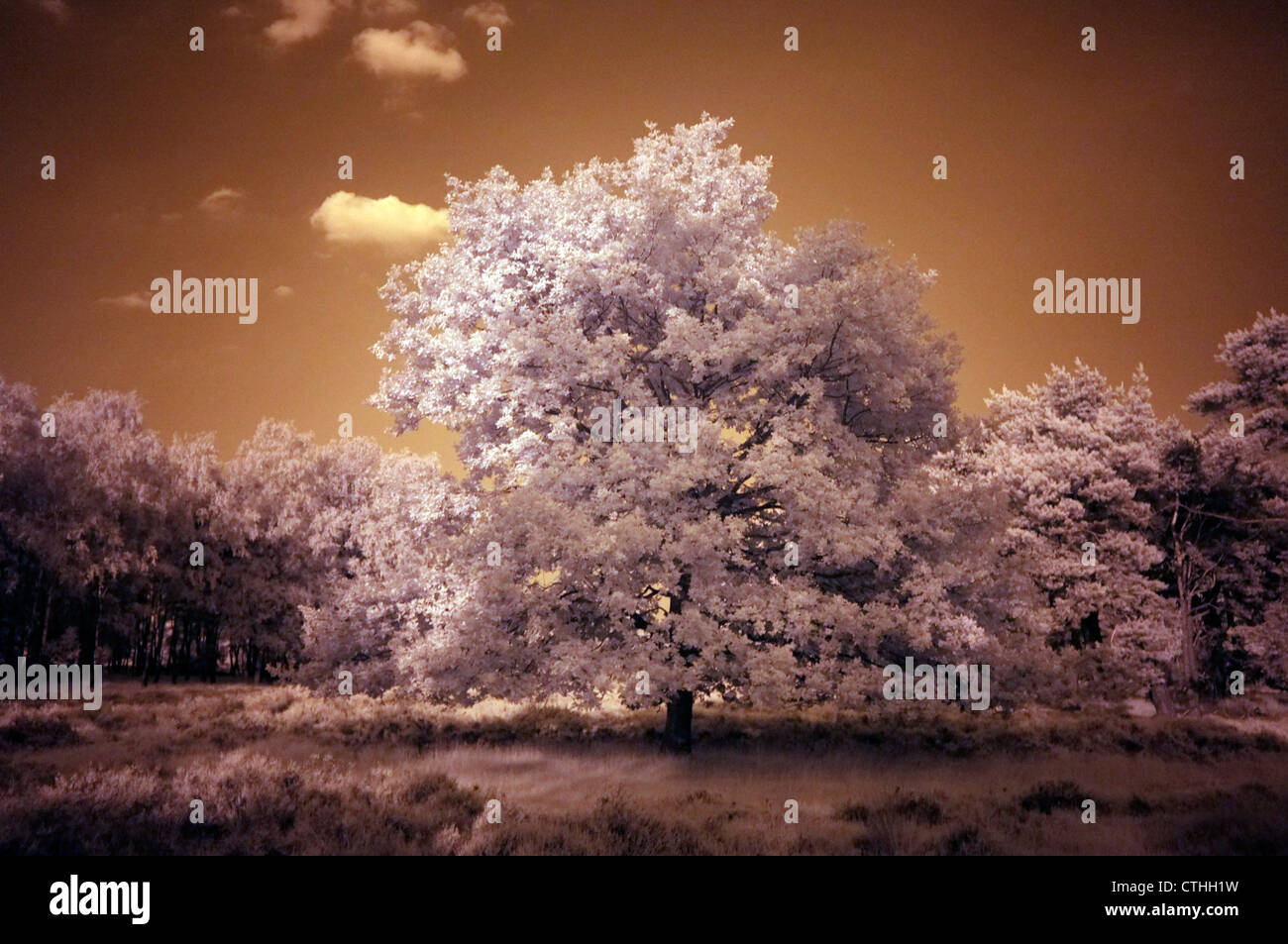 infra red photo of trees Stock Photo - Alamy