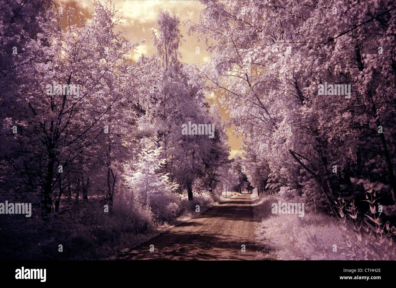 infra red photo of trees Stock Photo - Alamy