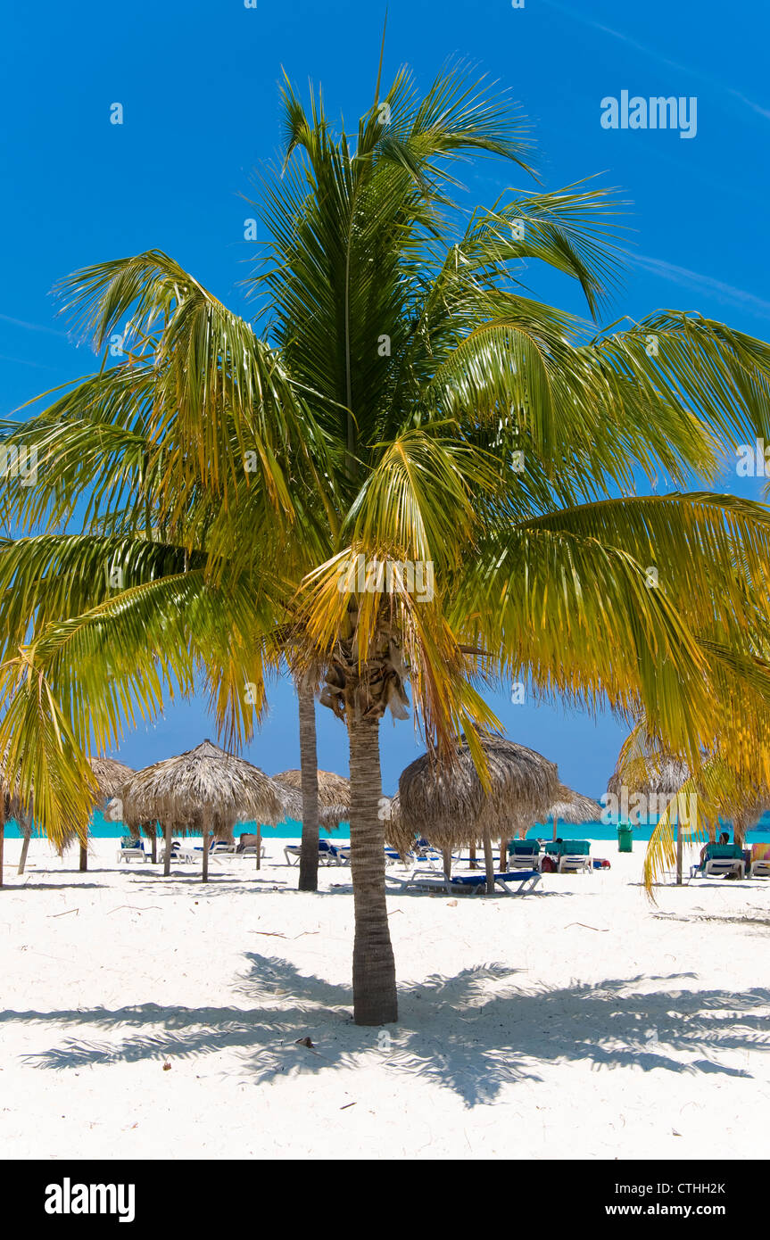 Palm Trees on Sirena Beach, Cayo Largo del Sur, Cuba Stock Photo - Alamy
