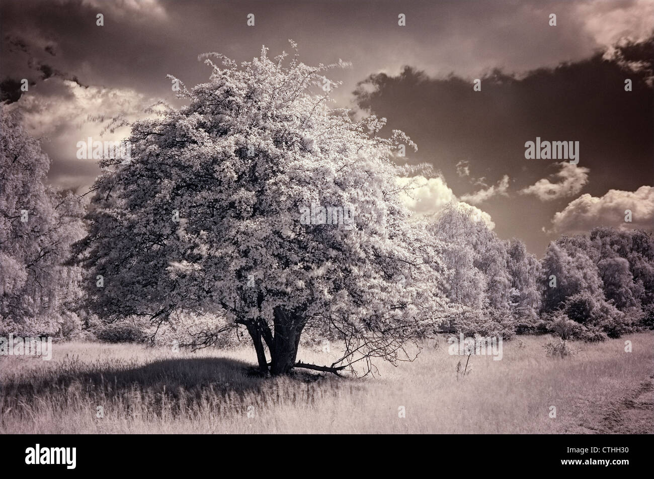 infra red photo of trees Stock Photo - Alamy