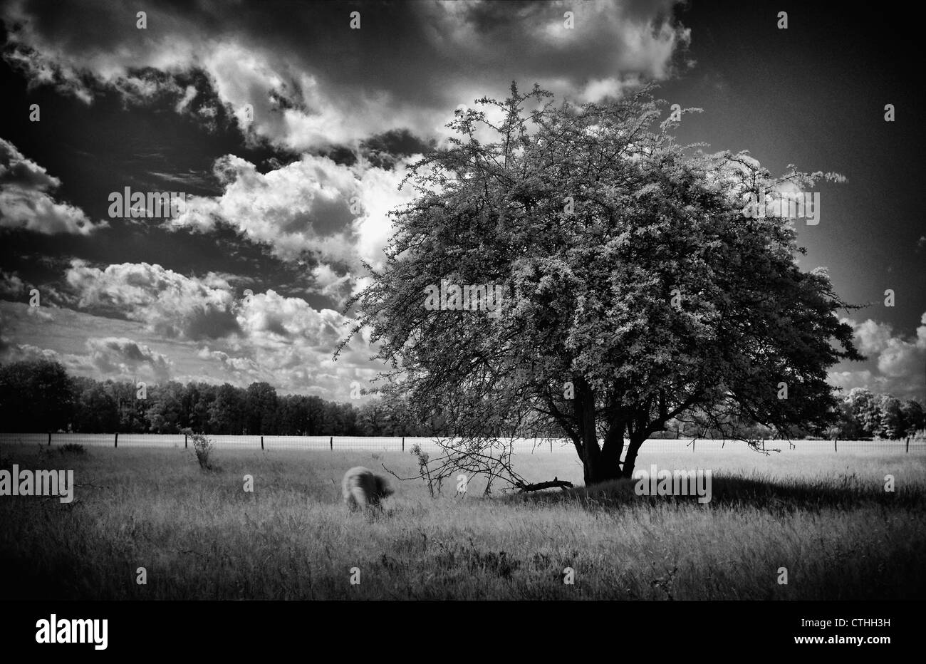 Tree trees and trees landscape landscape park with nature leaves Black ...