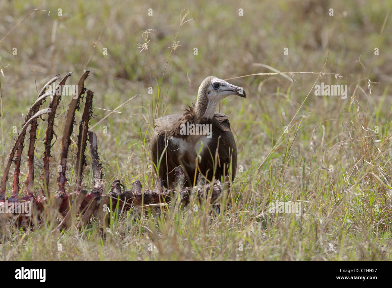 Vulture skeleton hi-res stock photography and images - Alamy