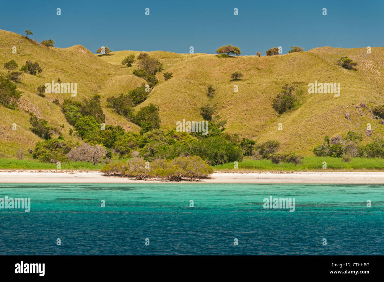 A beach on Komodo Island, Indonesia is rimmed with a large and ...