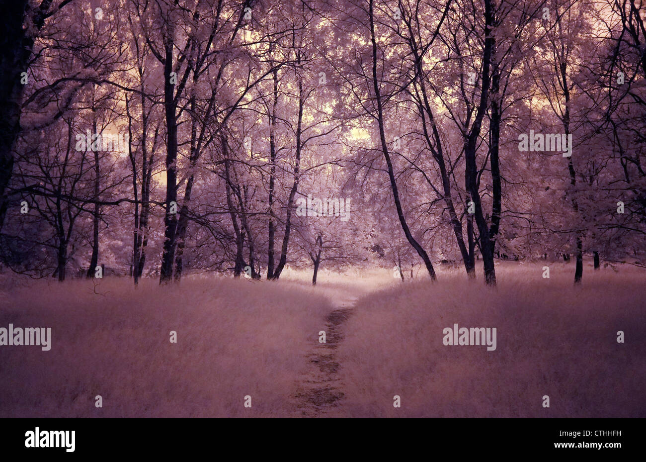 infra red photo of trees Stock Photo - Alamy