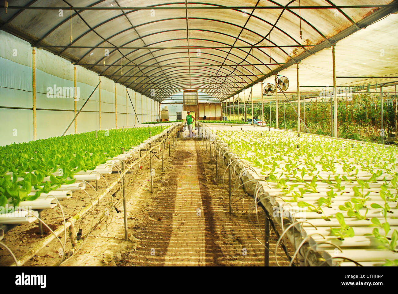 Hydroponic farm on island of St. Croix, US Virgin Islands Stock Photo ...