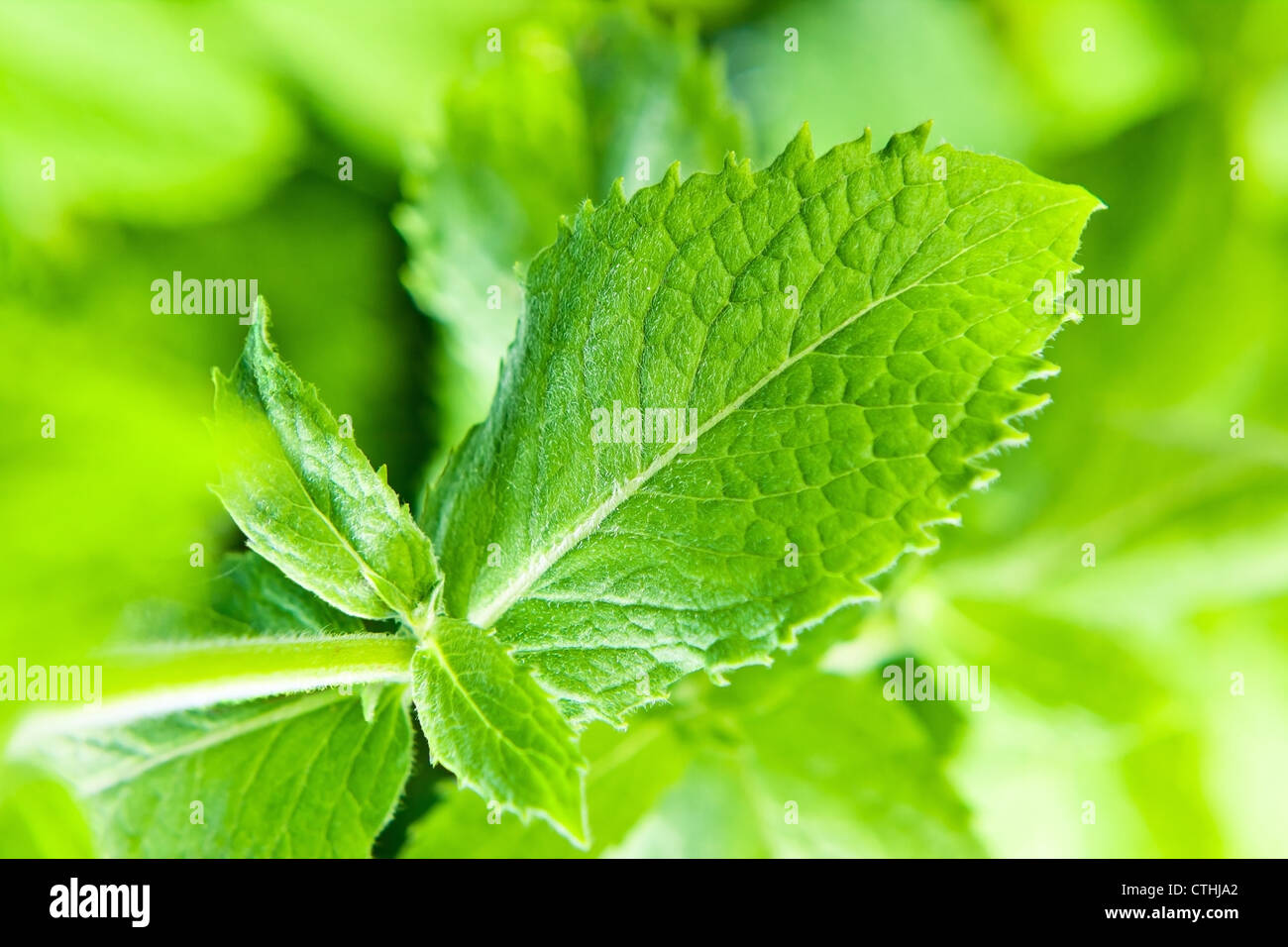 Peppermint leaf hi-res stock photography and images - Alamy