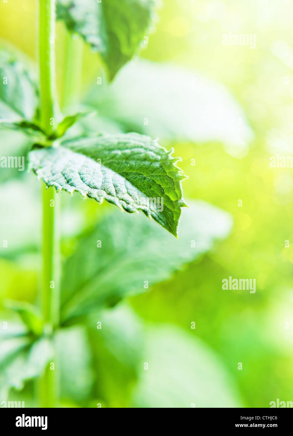 Peppermint leaf hi-res stock photography and images - Alamy