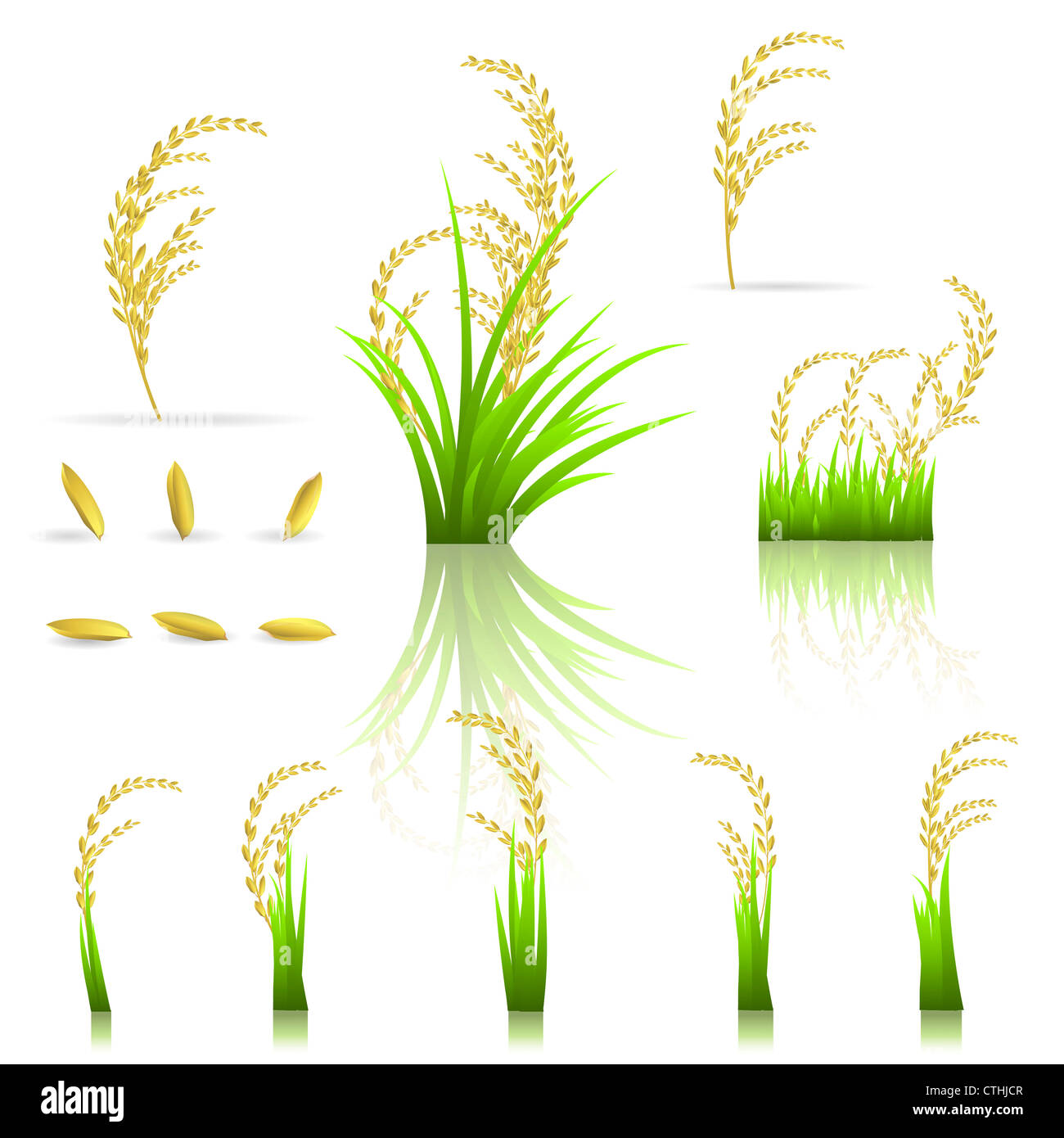 rice, thai, Thailand, white, illustration, Jasmine Rice Stock Photo - Alamy