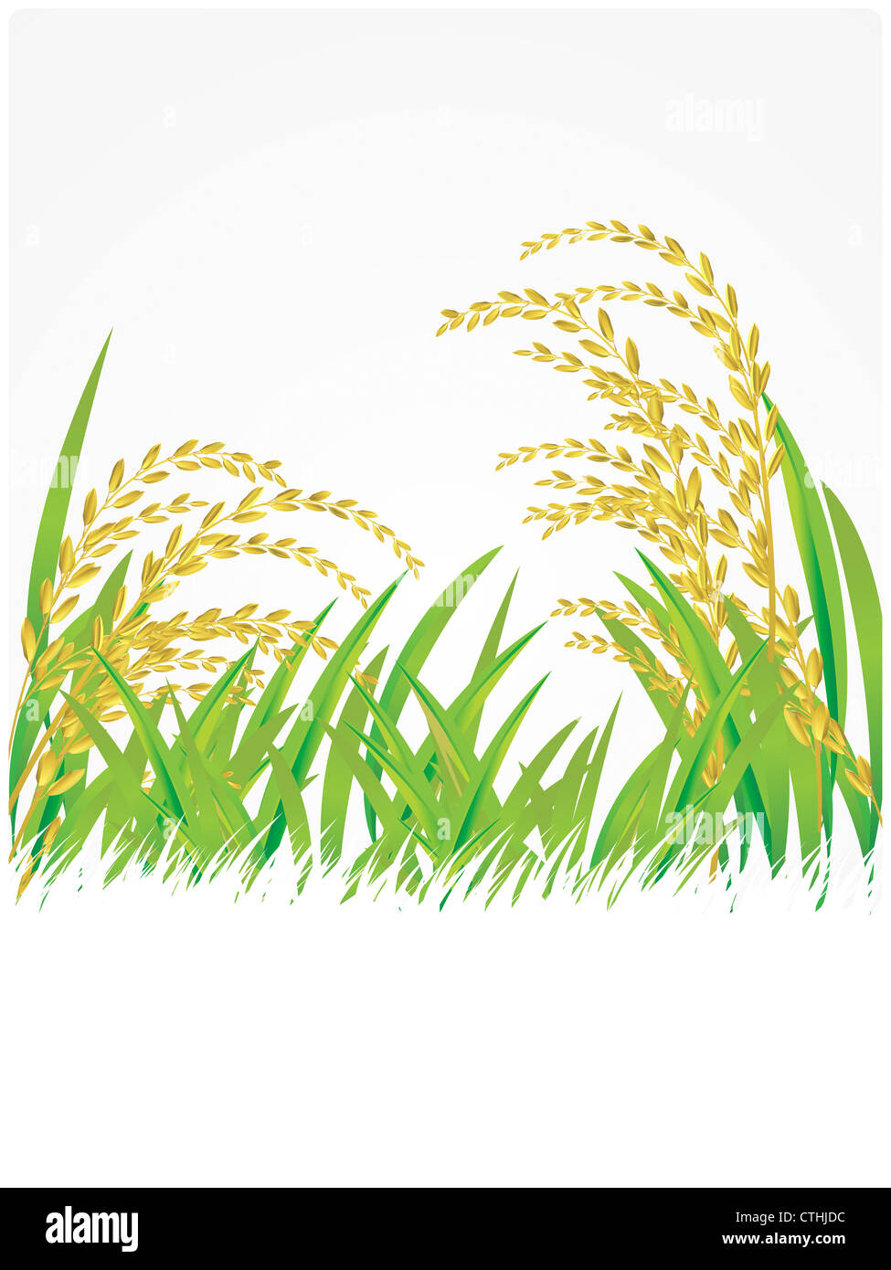 isolated rice, thai, Thailand, white, illustration, Jasmine Rice Stock ...